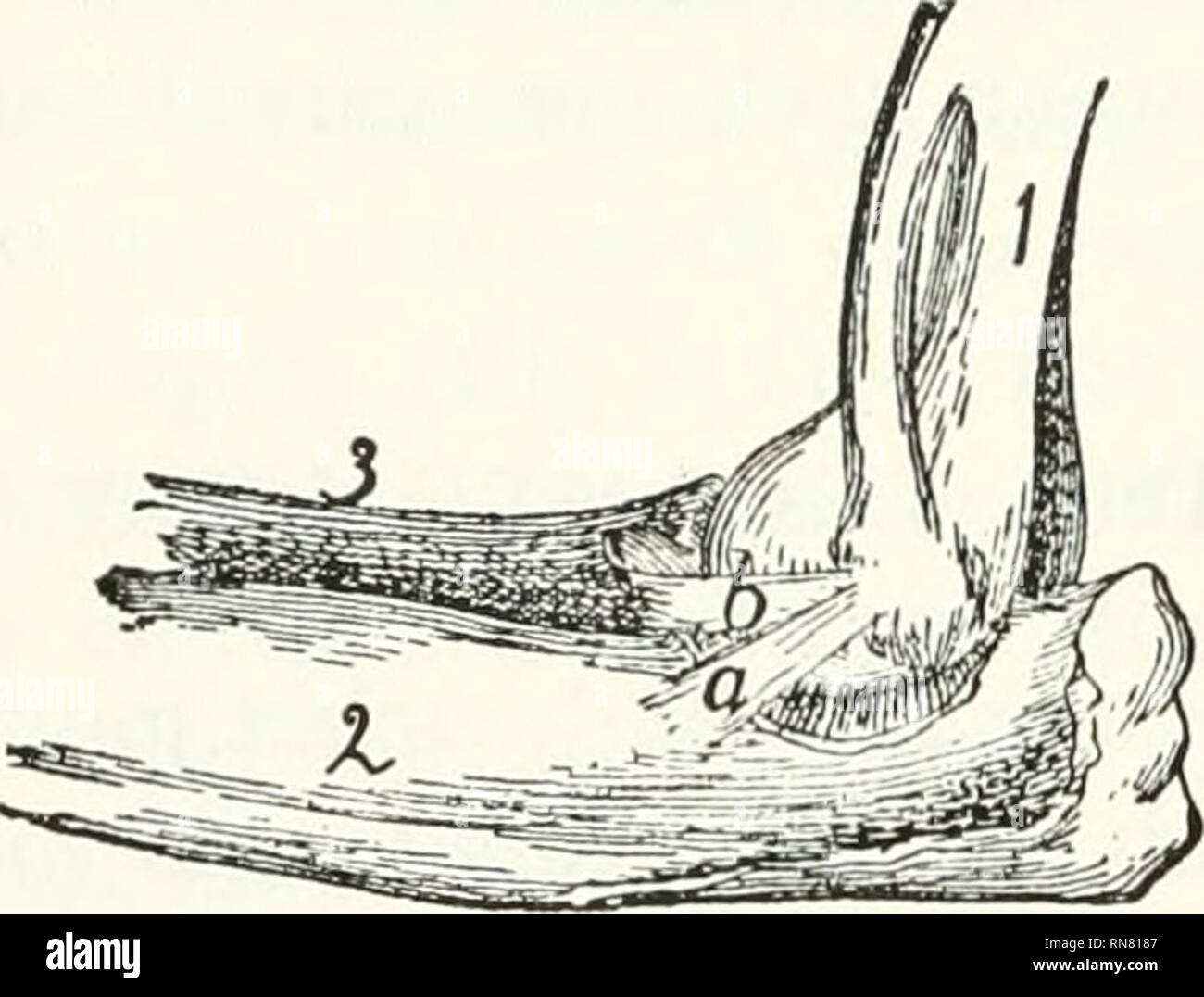 Anatomie chat muscles Banque de photographies et d’images à haute ...
