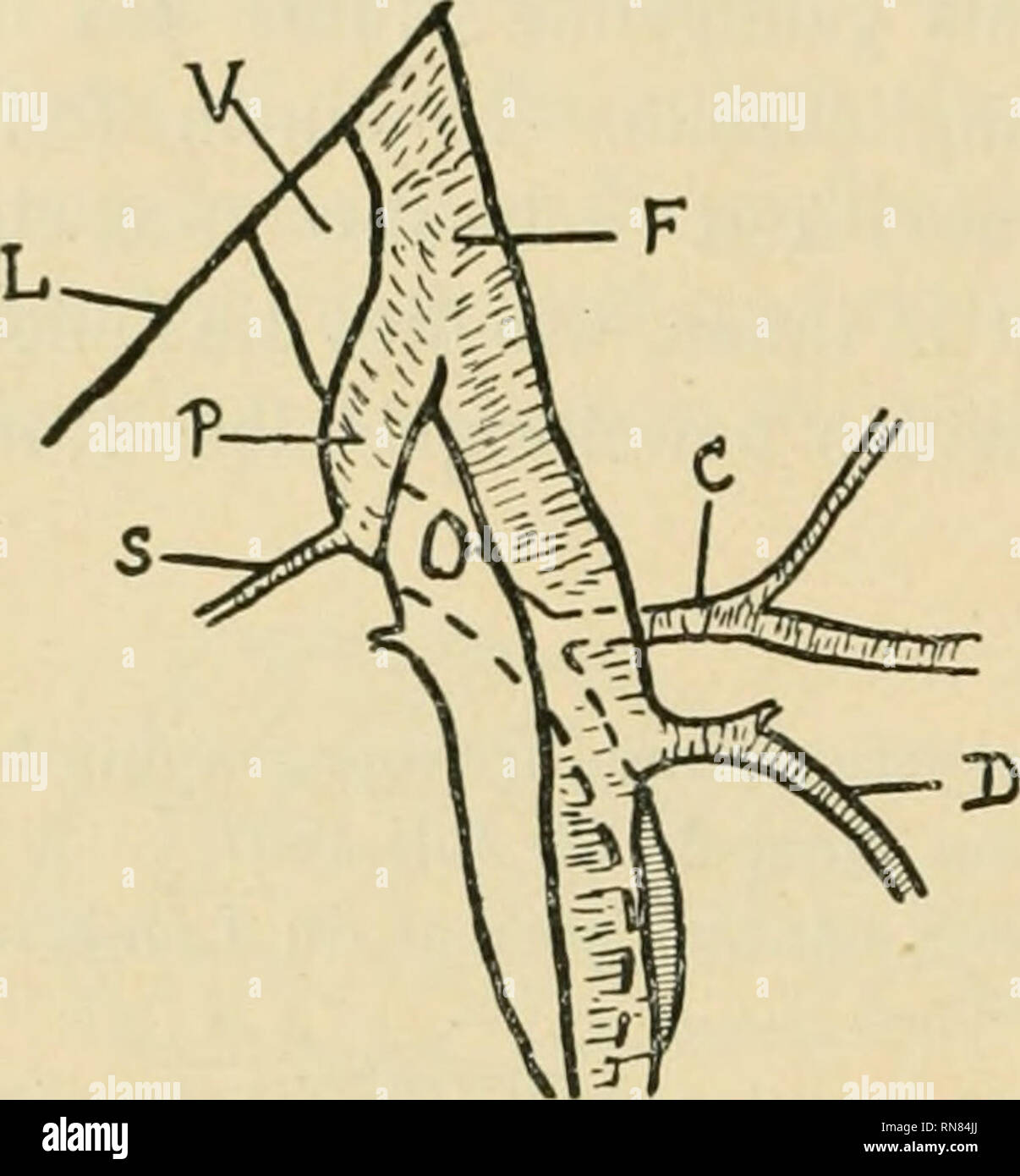 . Anatomischer Anzeiger. L'anatomie, l'Anatomie Comparée ;, comparatif ...