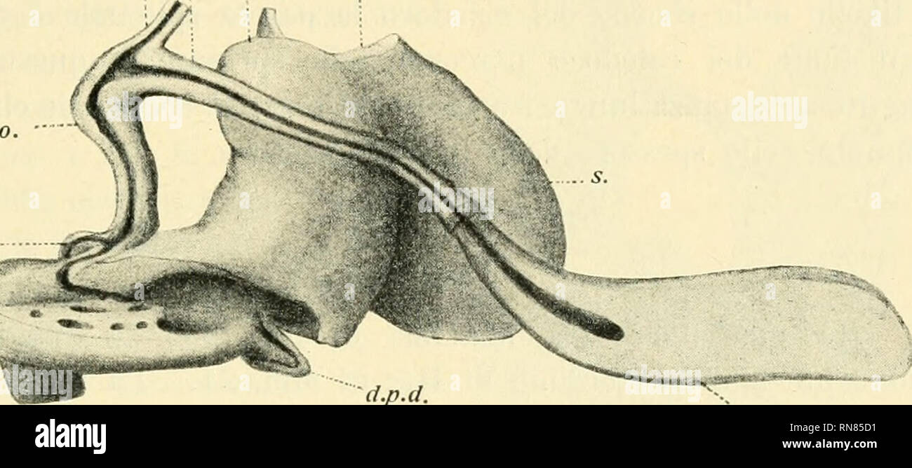 Anatomia del cranio Banque de photographies et d’images à haute ...