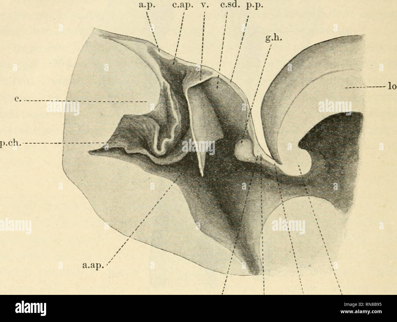 Anatomia dei vertebrati Banque de photographies et d’images à haute ...