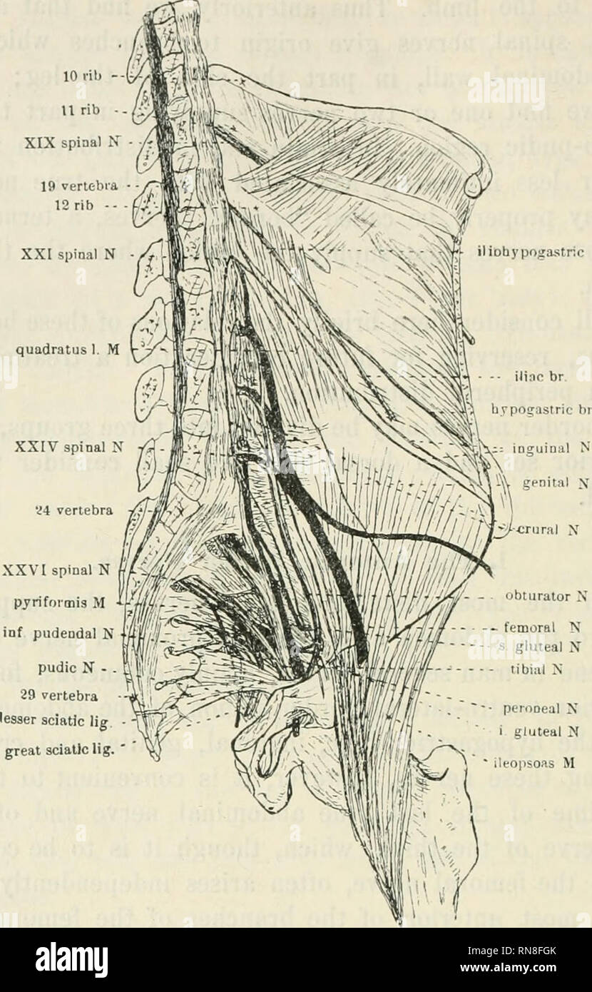 . Anatomischer Anzeiger. L'anatomie, l'Anatomie Comparée ;, comparatif ...