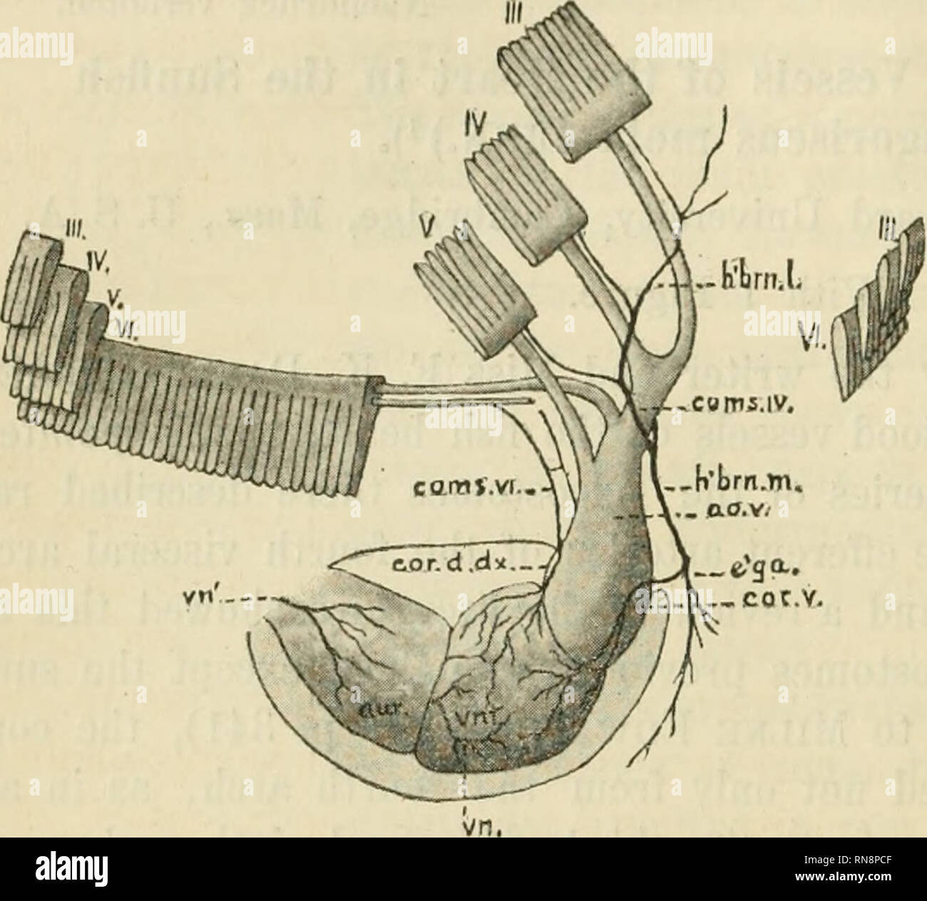 Artère surale Banque de photographies et d’images à haute résolution ...
