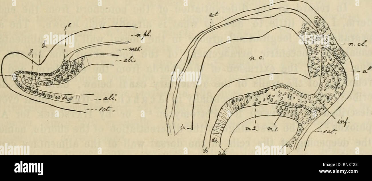 . Anatomischer Anzeiger. L'anatomie, l'Anatomie Comparée ;, comparatif ...
