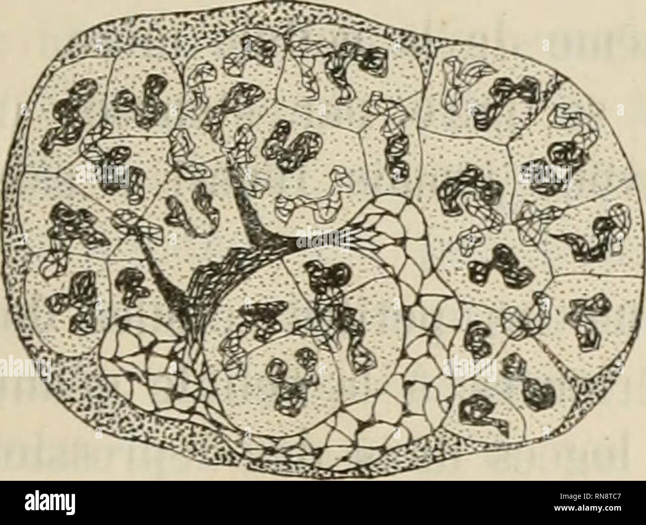 . Anatomischer Anzeiger. L'anatomie, l'Anatomie Comparée ;, comparatif ...
