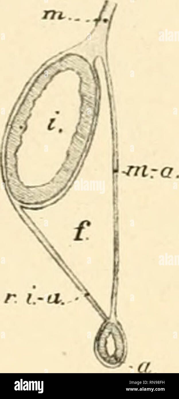 Appendix vermiformis Banque de photographies et d’images à haute ...
