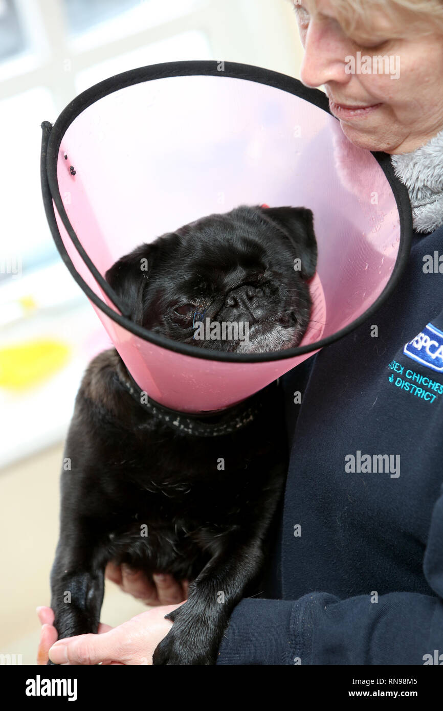 Personnel rspca Banque de photographies et d’images à haute résolution ...