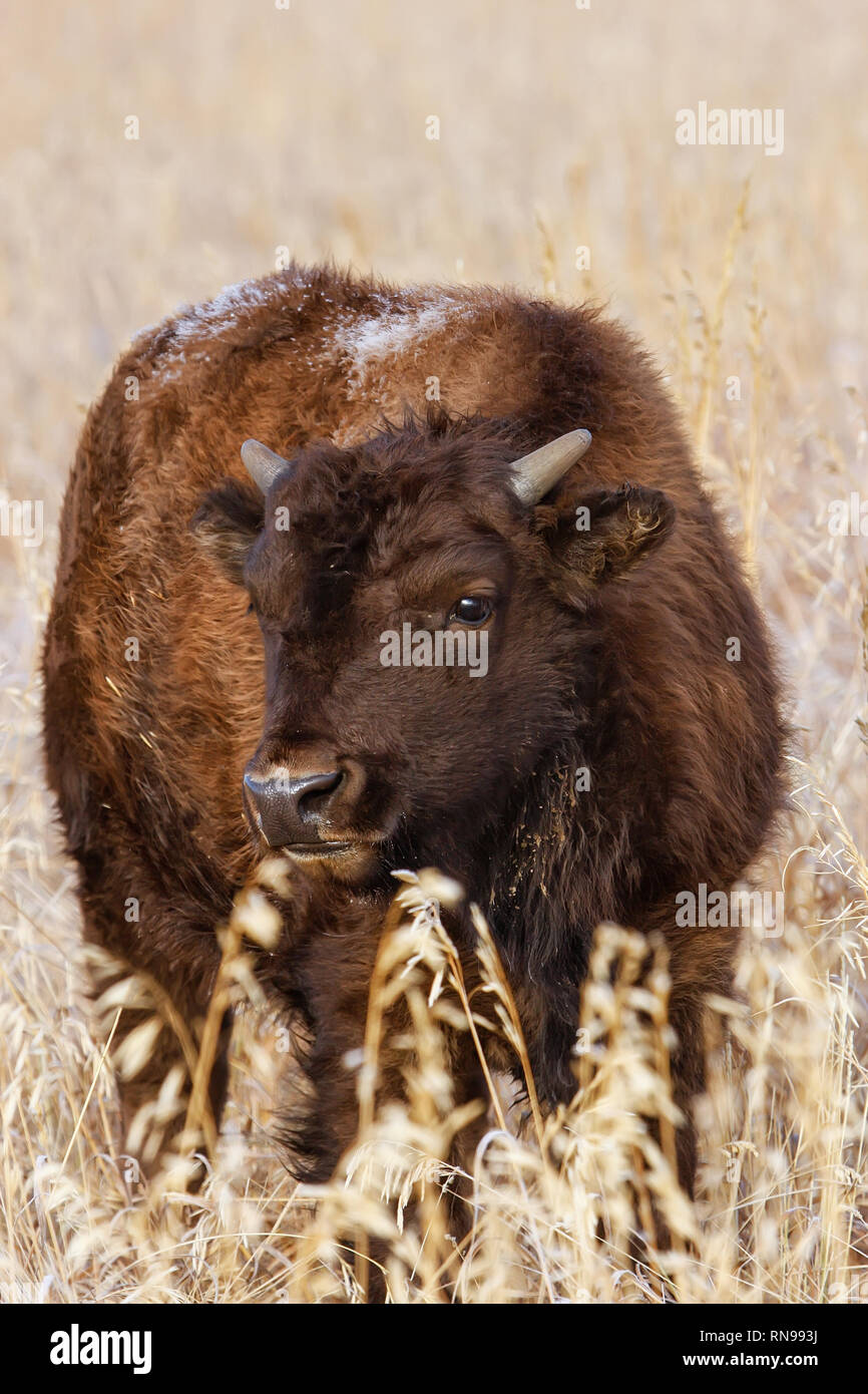 Juvenile bison Banque de photographies et d’images à haute résolution ...