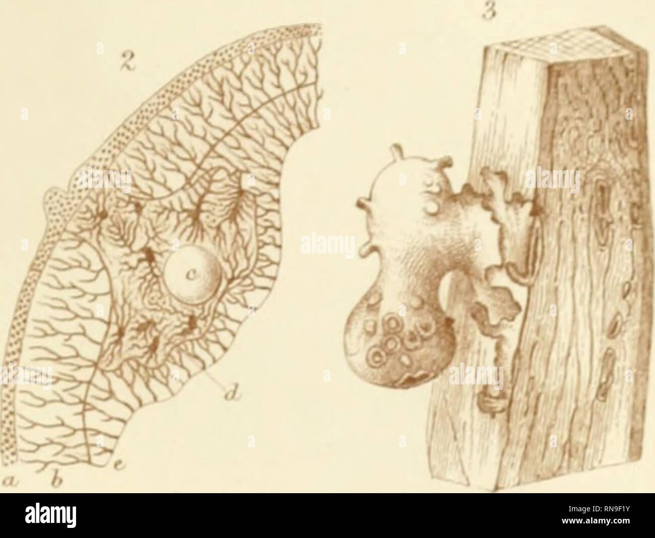 . Les mémoires de John Col Goodsir anatomiques. L'anatomie. Vol.JI Fuu ...
