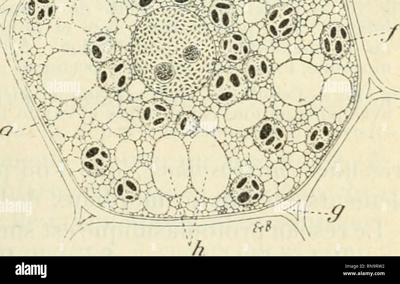 La cellule vegetale Banque de photographies et d’images à haute ...