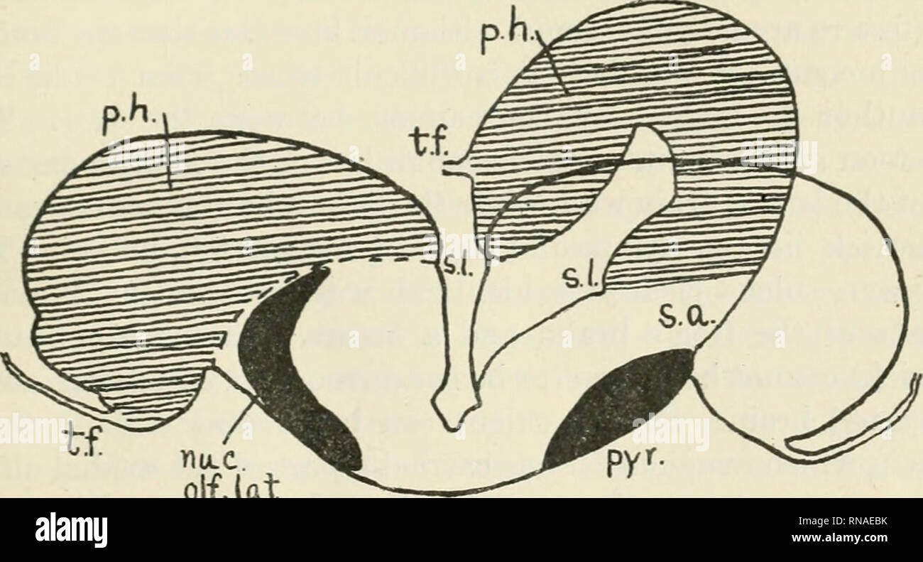 Diagrammes anatomiques Banque de photographies et d’images à haute ...