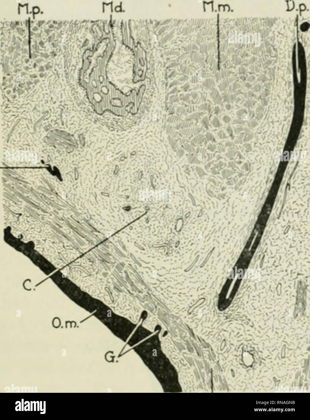 . Le dossier anatomique. Anatomie Anatomie ;. STRUCTURE DU CORPUS ...