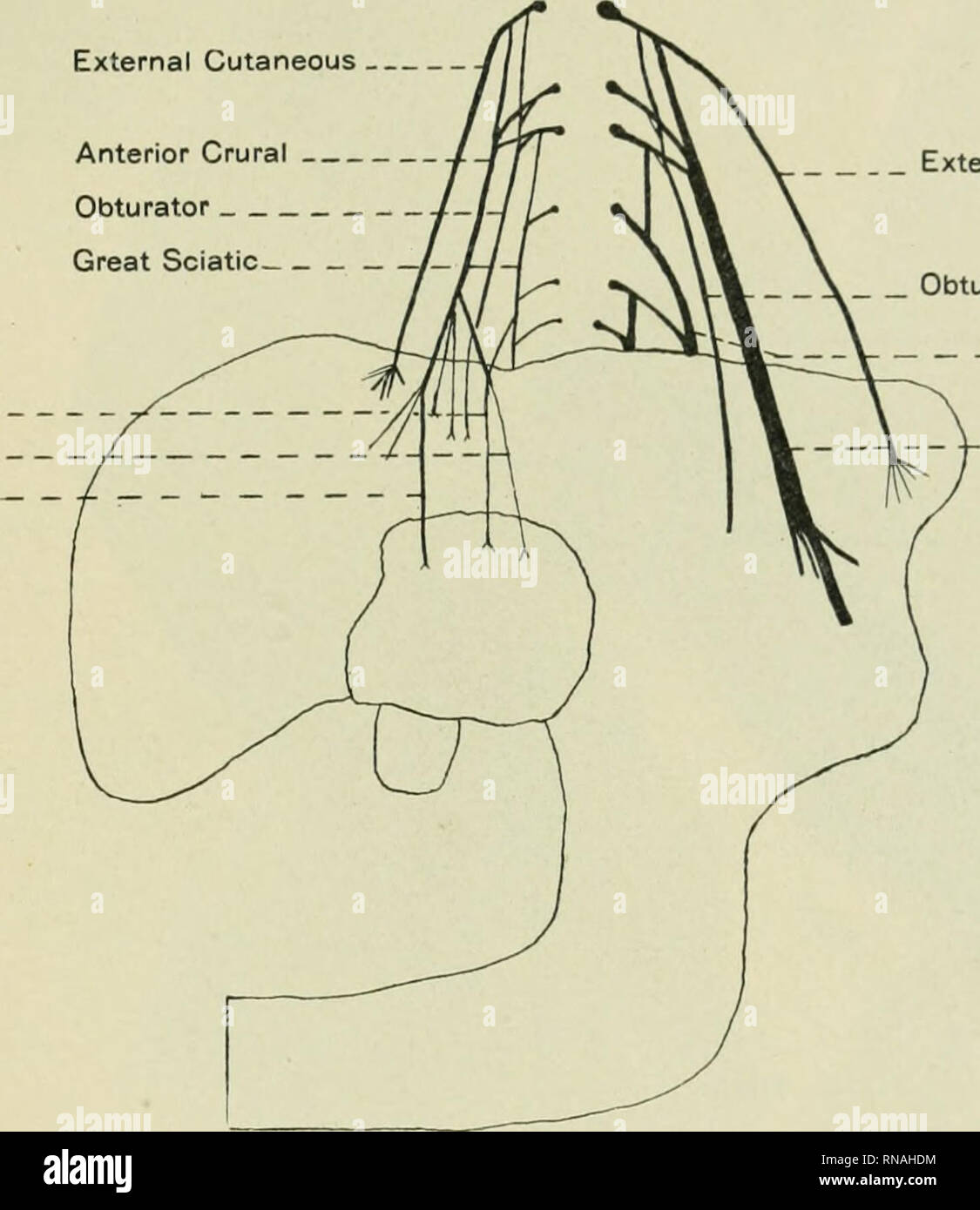. Le dossier anatomique. Anatomie Anatomie ;. Le dossier anatomique ...