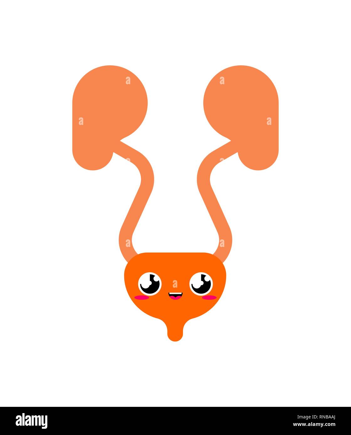 Mignon rein. funny cartoon style d'organes internes. Anatomie humaine ...