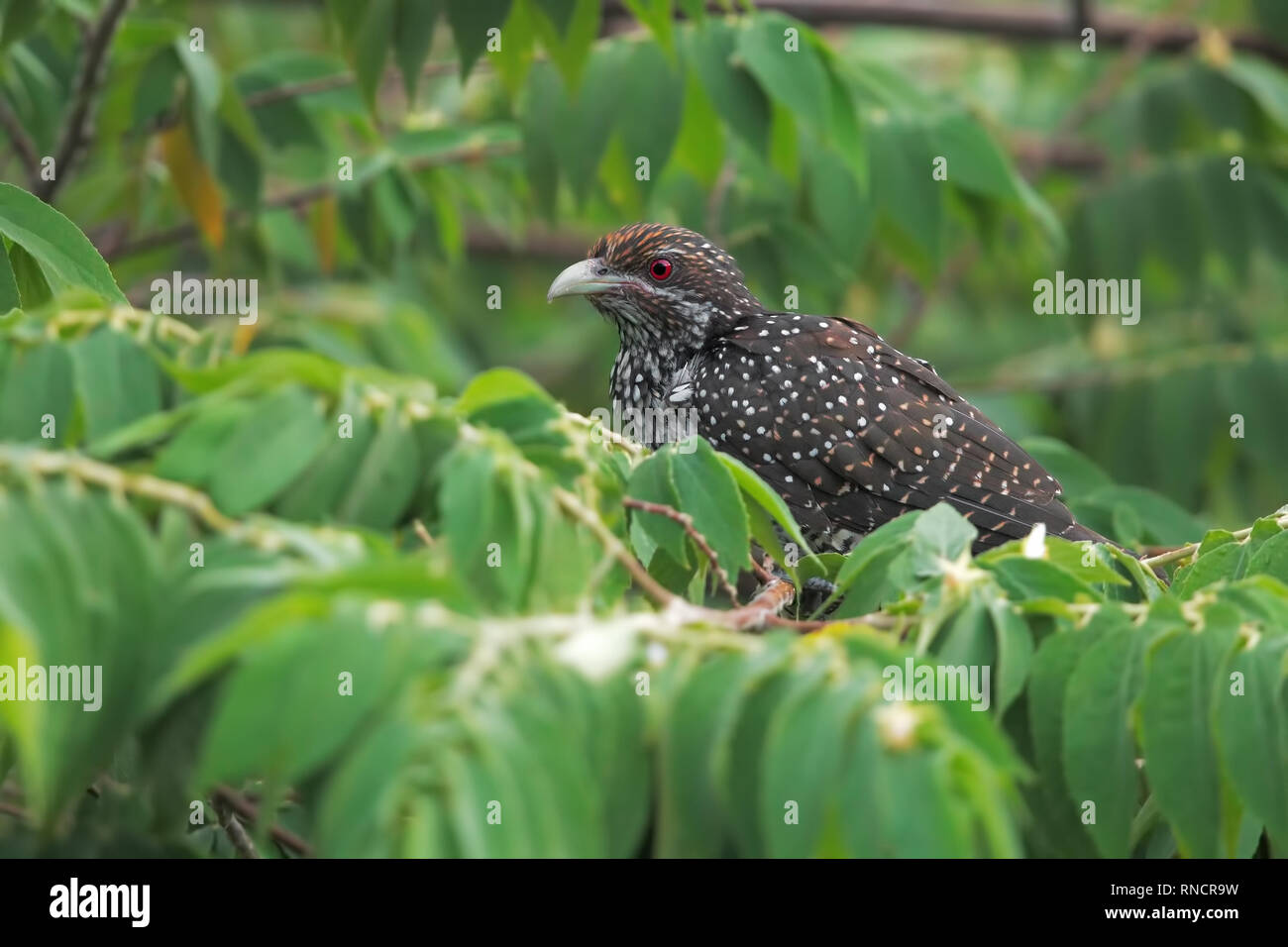 Koel indien Banque de photographies et d’images à haute résolution - Alamy
