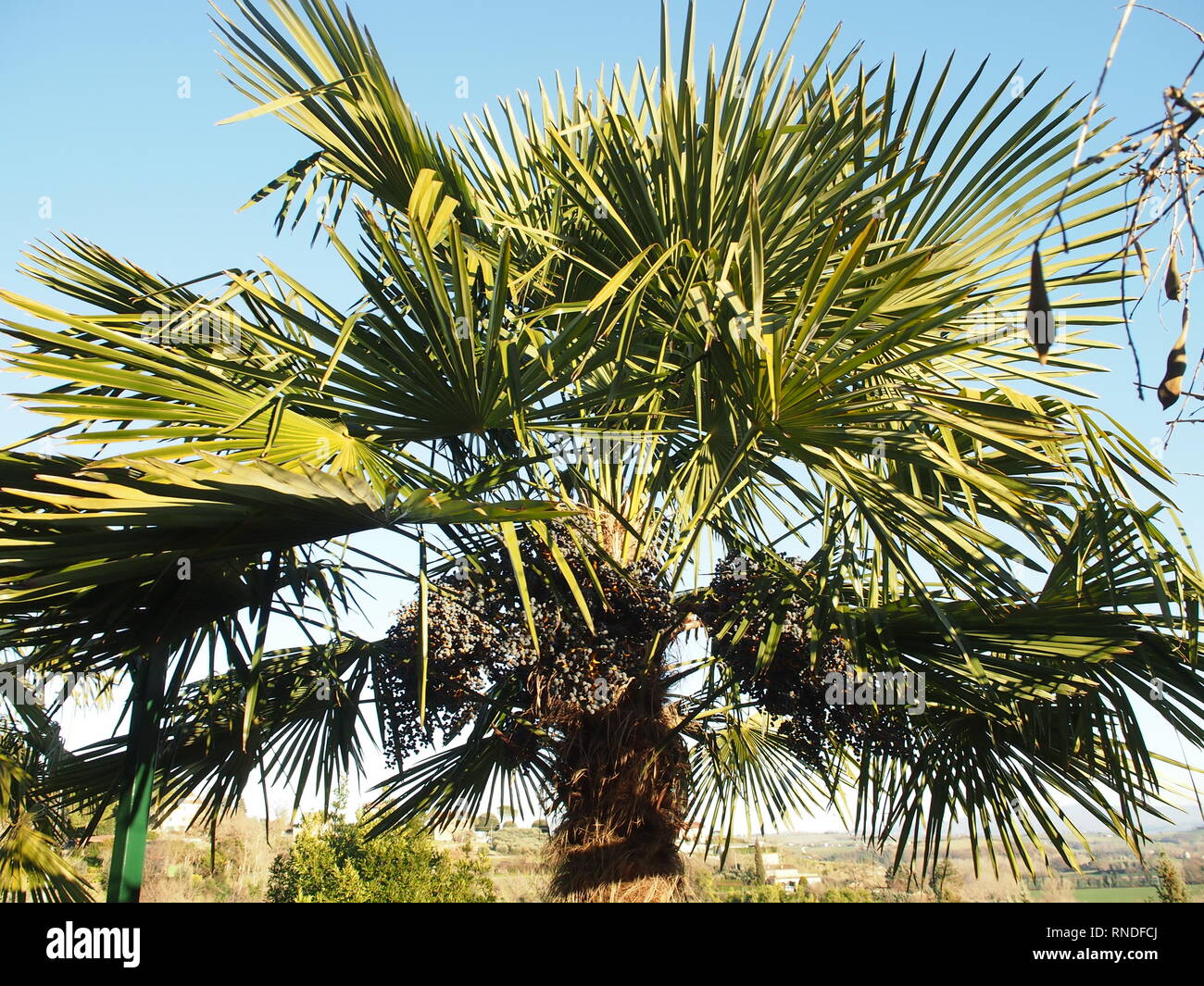 Fruits noirs Banque de photographies et d’images à haute résolution - Alamy