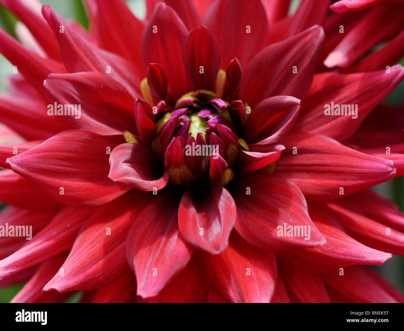 Gros plan d'une fleur rouge Banque de photographies et d’images à haute ...