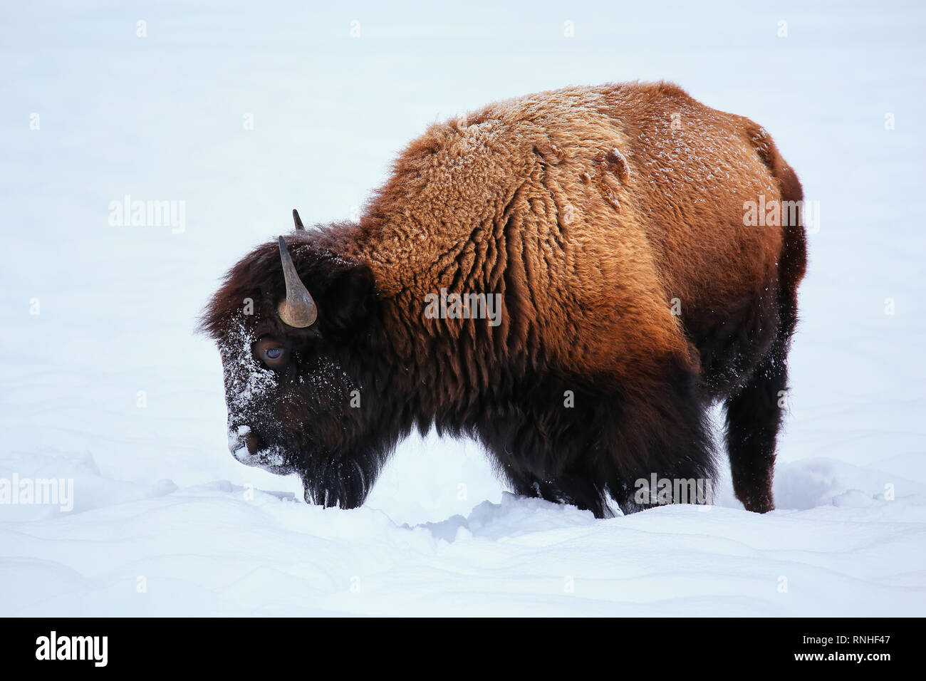 Bison sous la neige Banque de photographies et d’images à haute ...