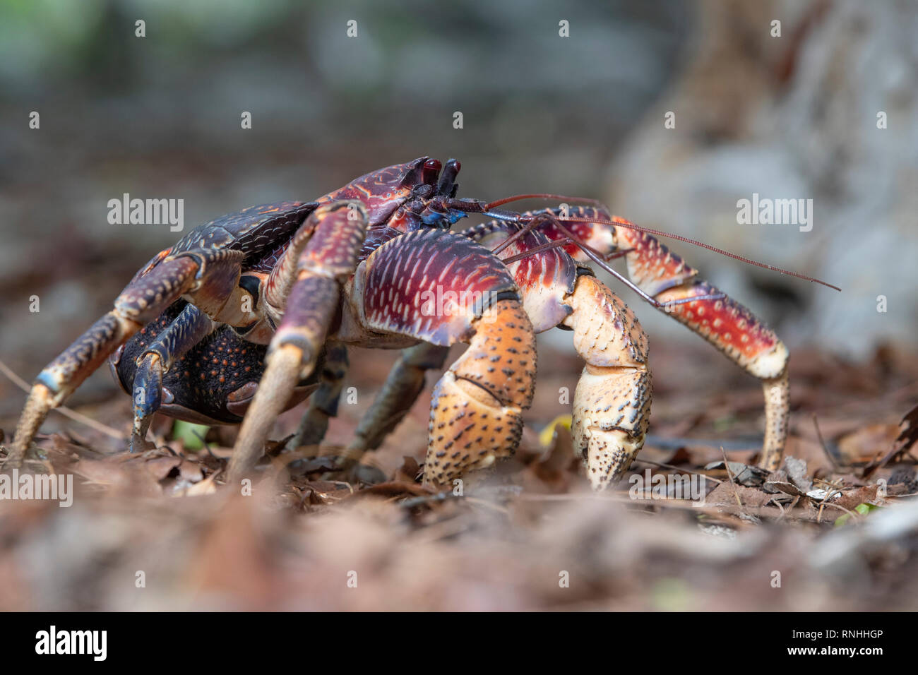 Le crabe des cocotiers Banque de photographies et d’images à haute ...