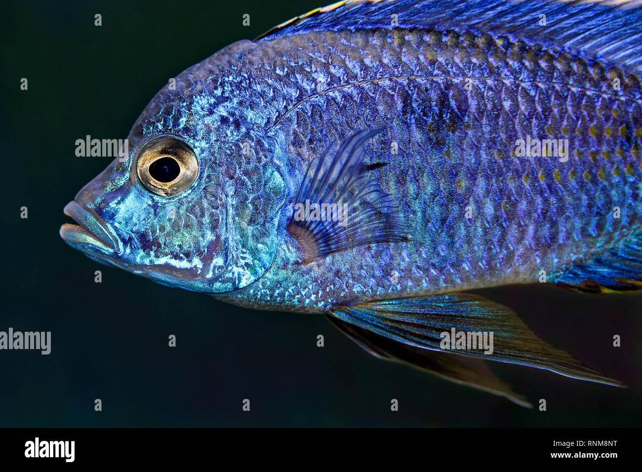 Copadichromis azureus Banque de photographies et d’images à haute ...