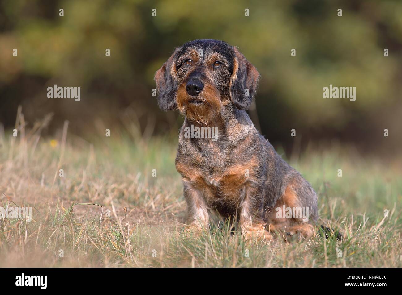Teckel est assis Banque de photographies et d’images à haute résolution ...