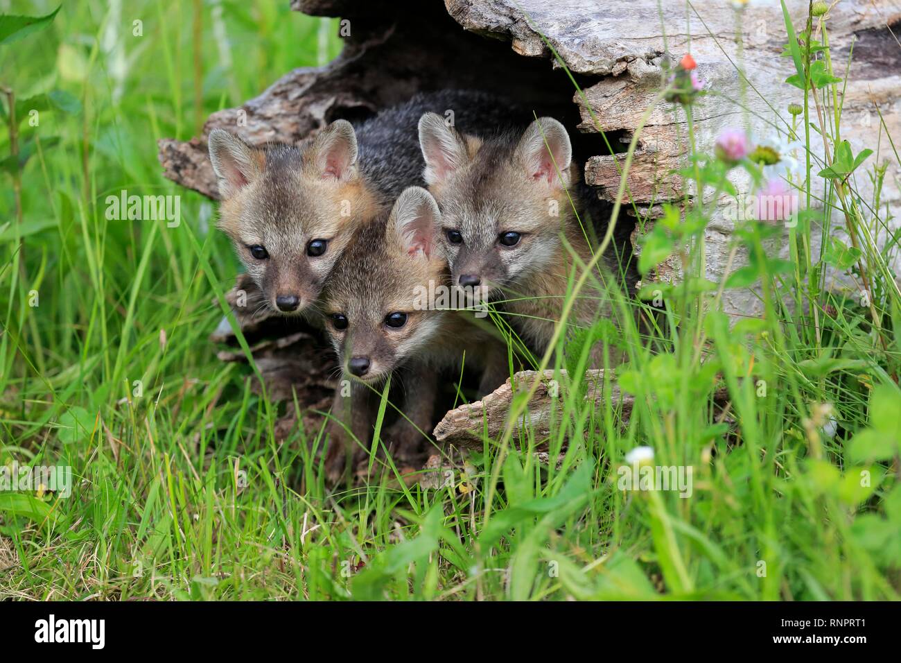 Trois Renards Banque d'image et photos - Alamy