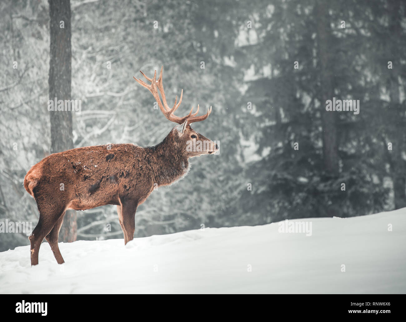 Paysage De Cerfs Banque d'image et photos - Alamy