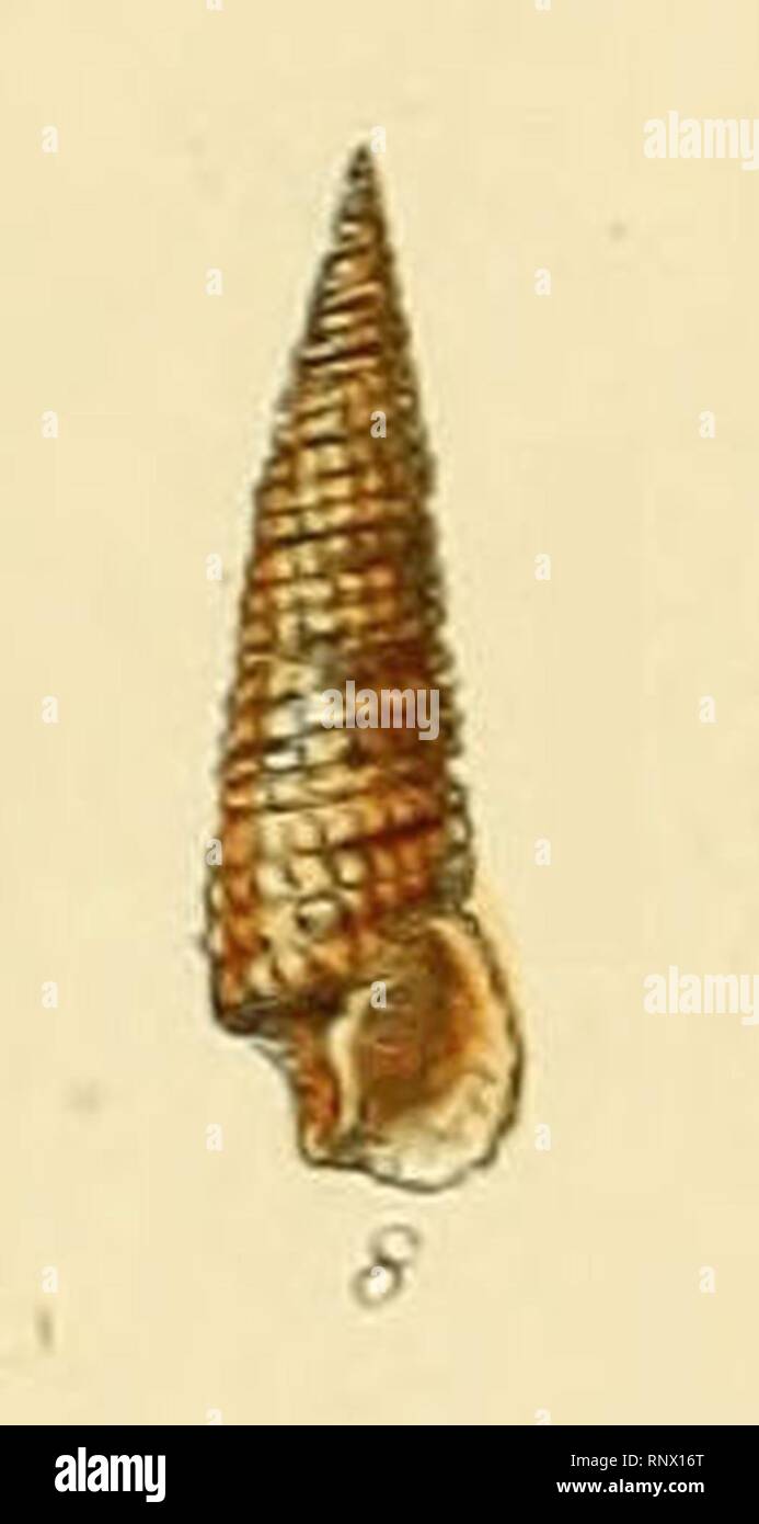 Cerithium lineatum Banque d'image et photos - Alamy