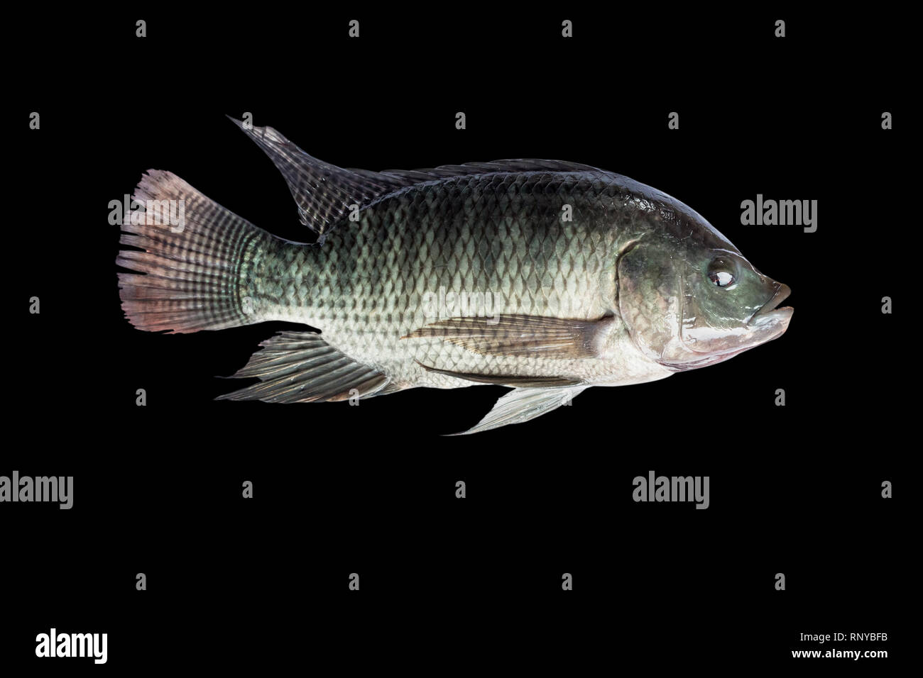 Tilapia noir Banque de photographies et d’images à haute résolution - Alamy