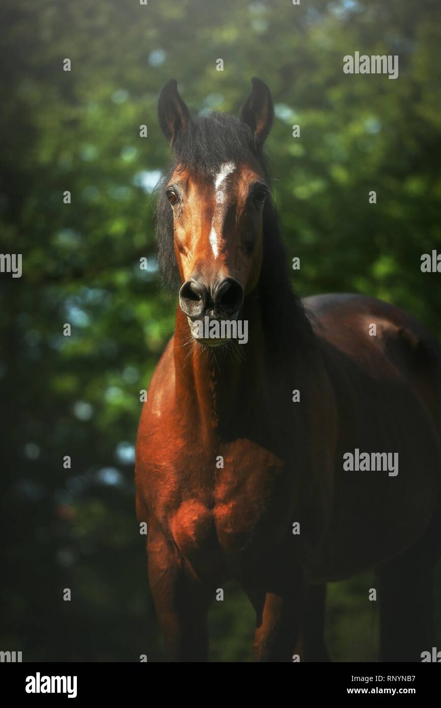 Cheval Arabe Banque d'image et photos - Alamy