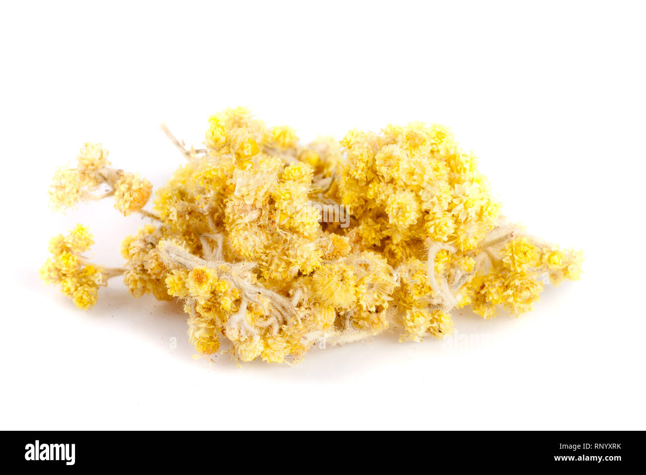 Immortelle fleurs Banque de photographies et d’images à haute ...