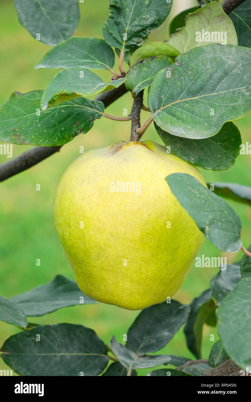 Branches verticales Banque de photographies et d’images à haute ...