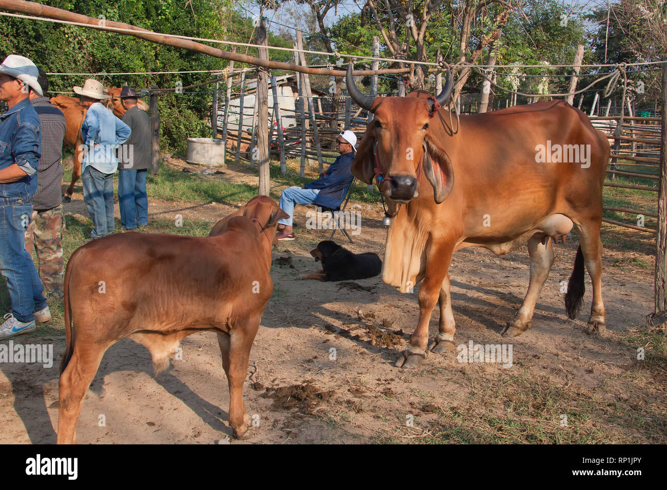 Bos Indicus Banque d'image et photos - Alamy