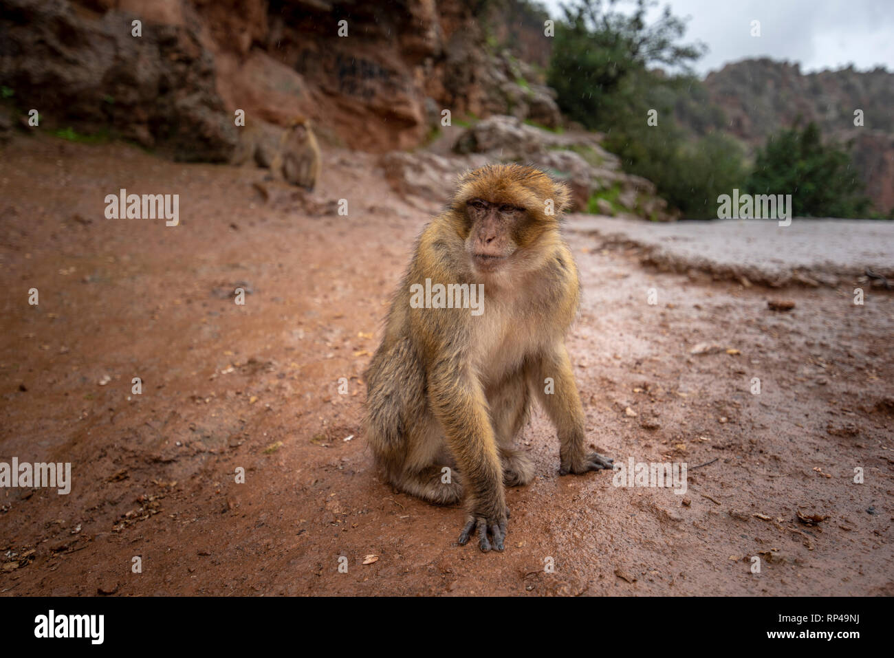 Macaques marocains Banque de photographies et d’images à haute ...