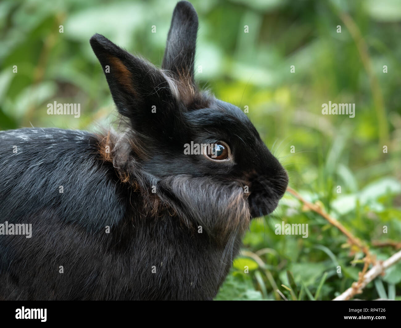 Un jeune lapin nain brun (lions head) assis dans l'herbe Photo Stock ...