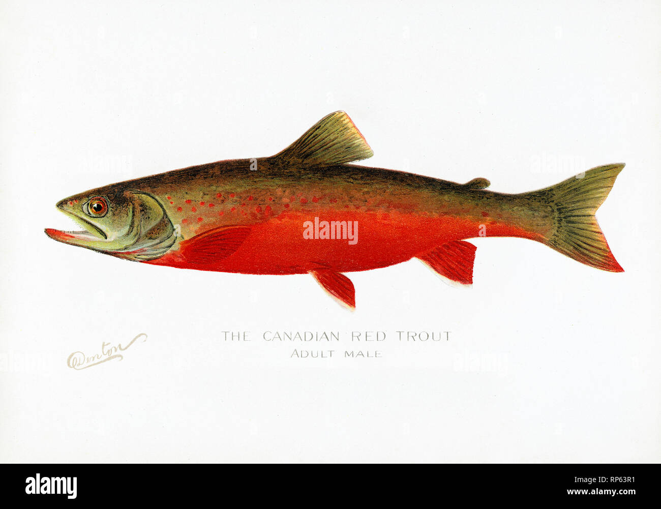 Poisson canadien Banque de photographies et d’images à haute résolution ...