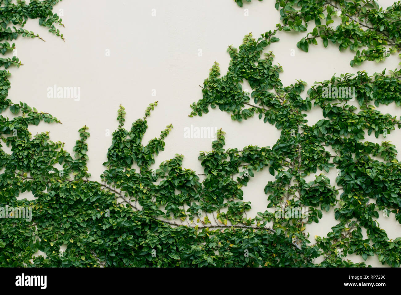 Lierre grandissant un mur Banque de photographies et d’images à haute ...