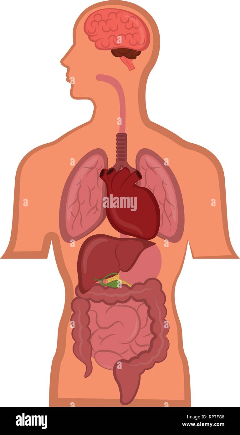 L'anatomie humaine dans un corps de l'homme Image Vectorielle Stock - Alamy