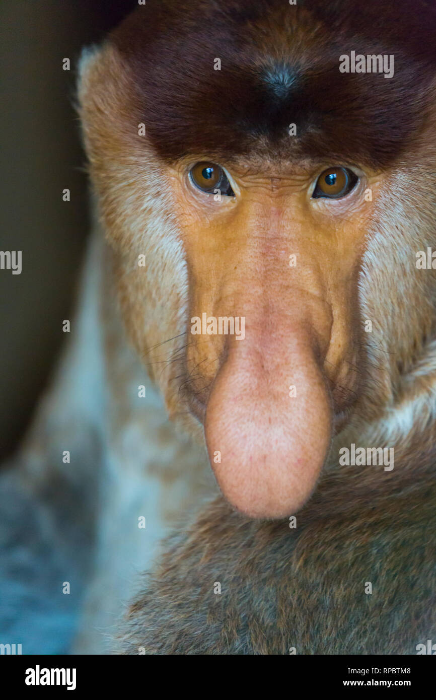 Proboscis singe mono narigudo Banque de photographies et d’images à ...