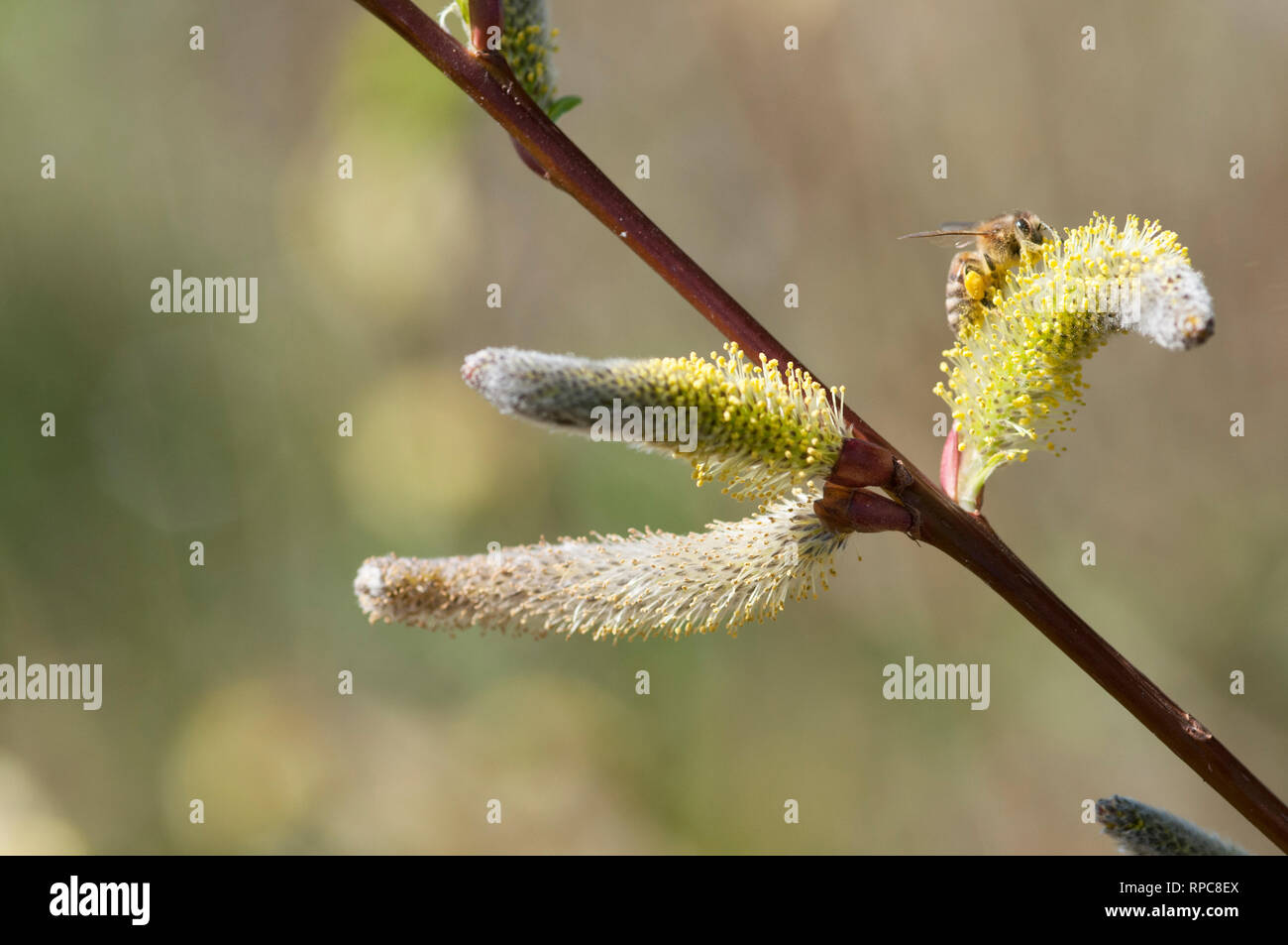 Queue de dragon Banque de photographies et d’images à haute résolution ...