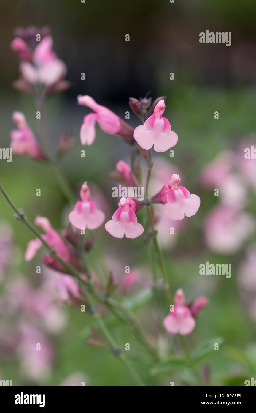 Salvia blanche Banque de photographies et d’images à haute résolution ...