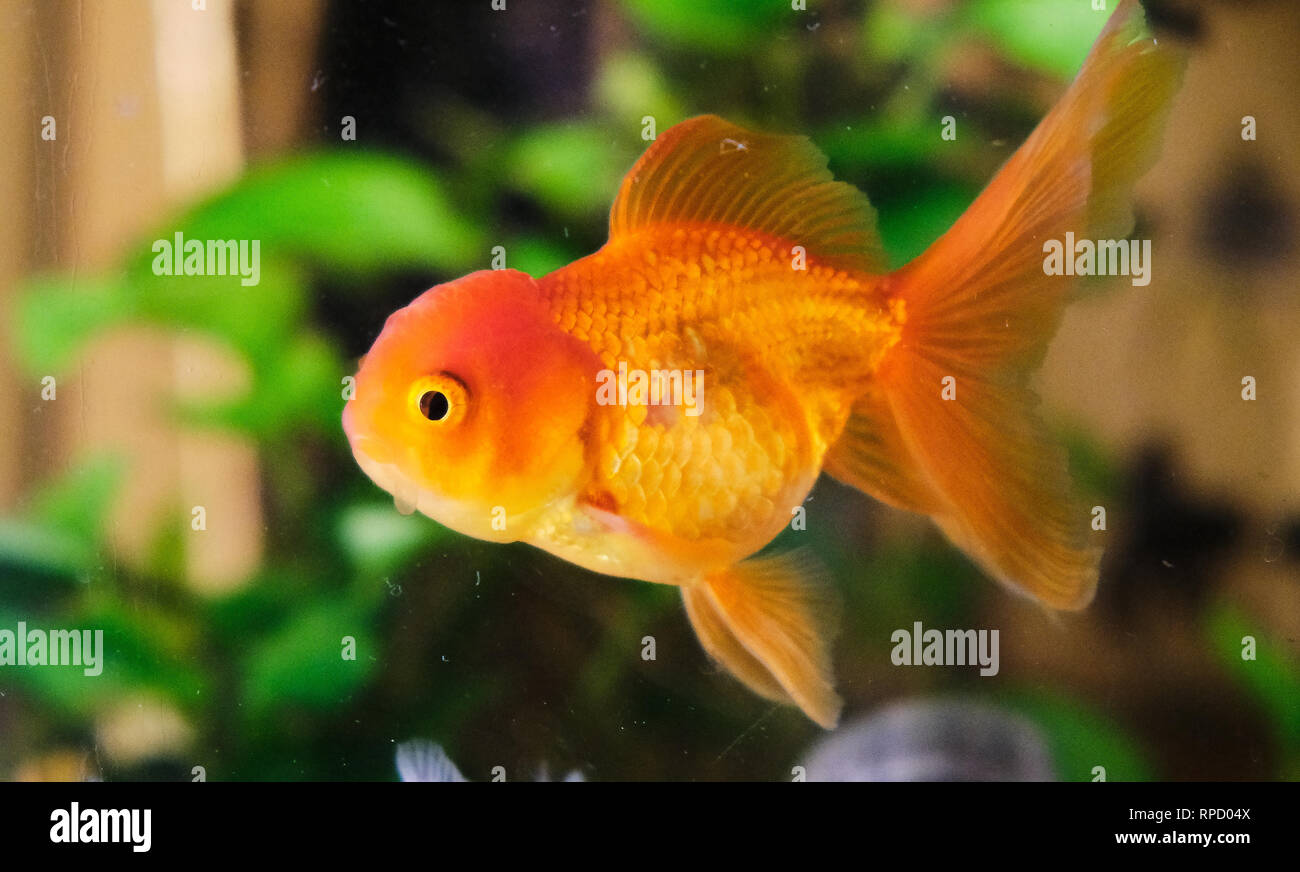 Poisson rouge oranda Banque de photographies et d’images à haute ...