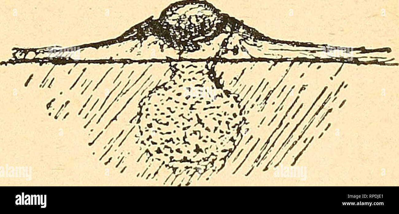 . L'agriculteur américain's horse livre ; une illustration de la ...