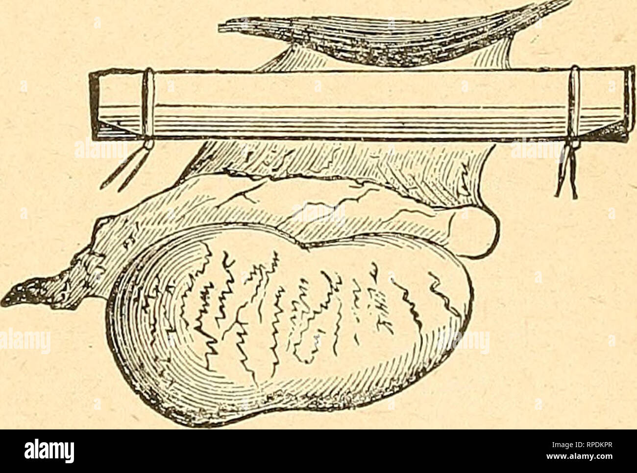 Testicule cheval Banque de photographies et d’images à haute résolution ...