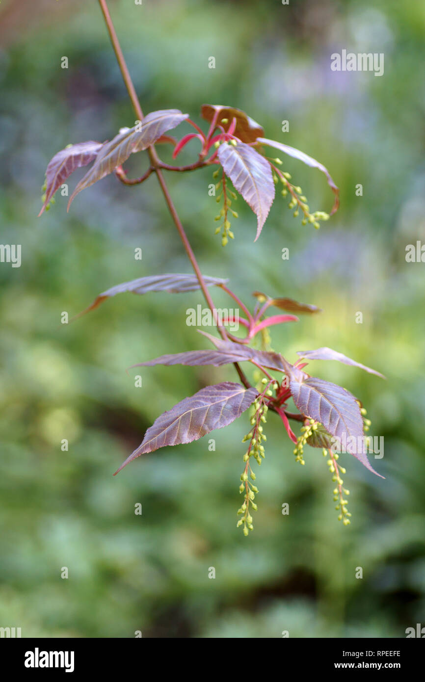 Acer davidii davidii Banque de photographies et d’images à haute ...