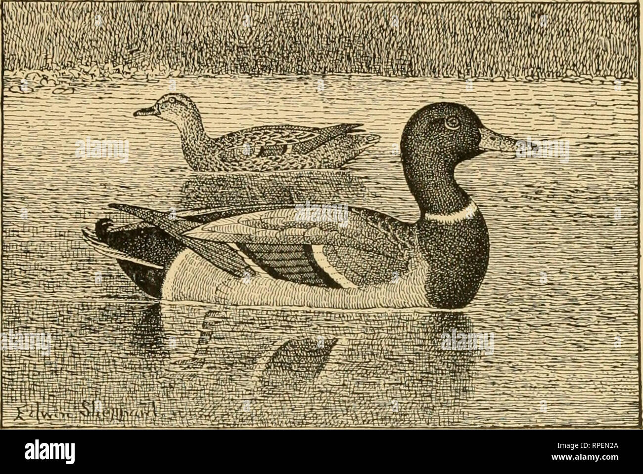 Plumes scapulaires Banque de photographies et d’images à haute ...