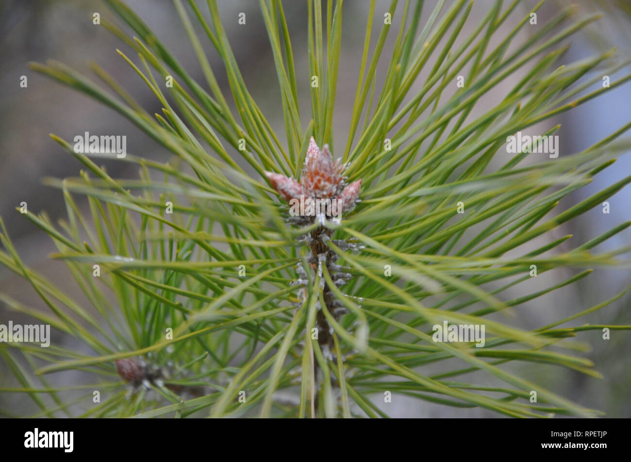 Pinus pinaster cone Banque de photographies et d’images à haute ...