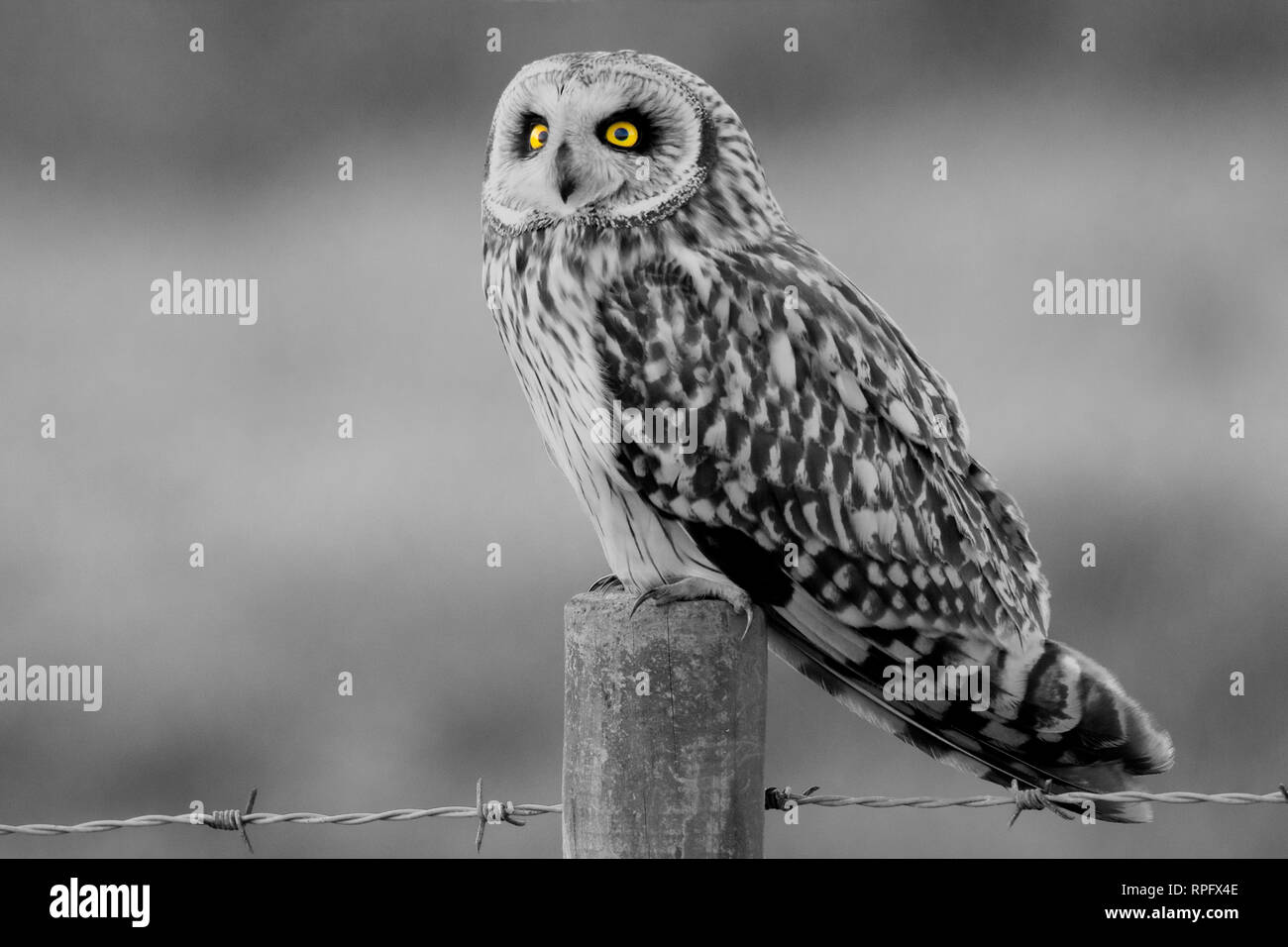 Hibou noir et blanc Banque de photographies et d’images à haute ...