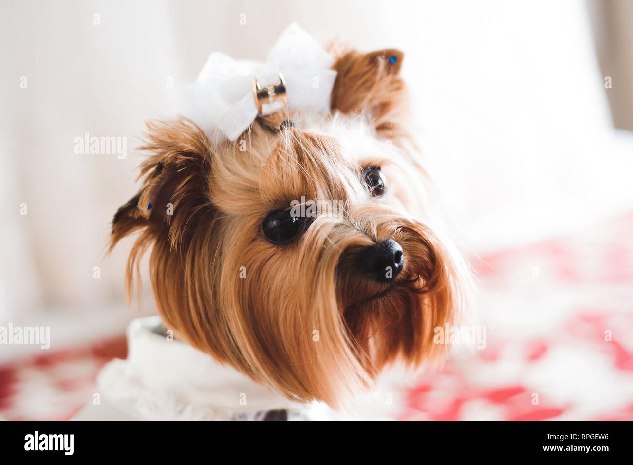 Détails de mariage mariée, petit chien habillé comme une mariée Photo ...