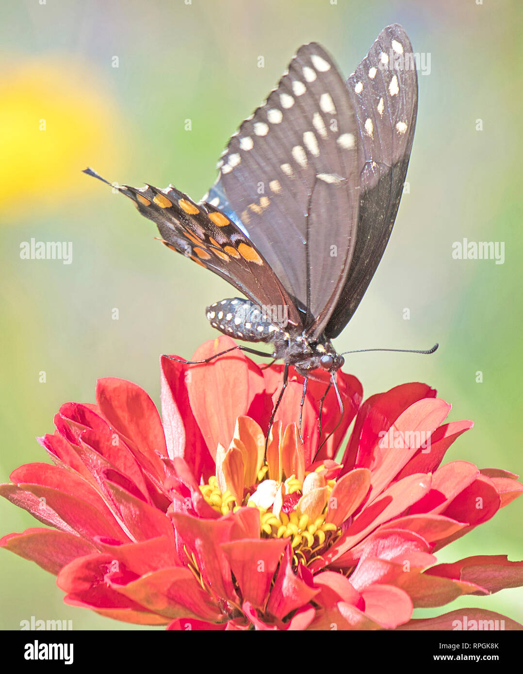 Reproduction de papillon Banque de photographies et d’images à haute ...
