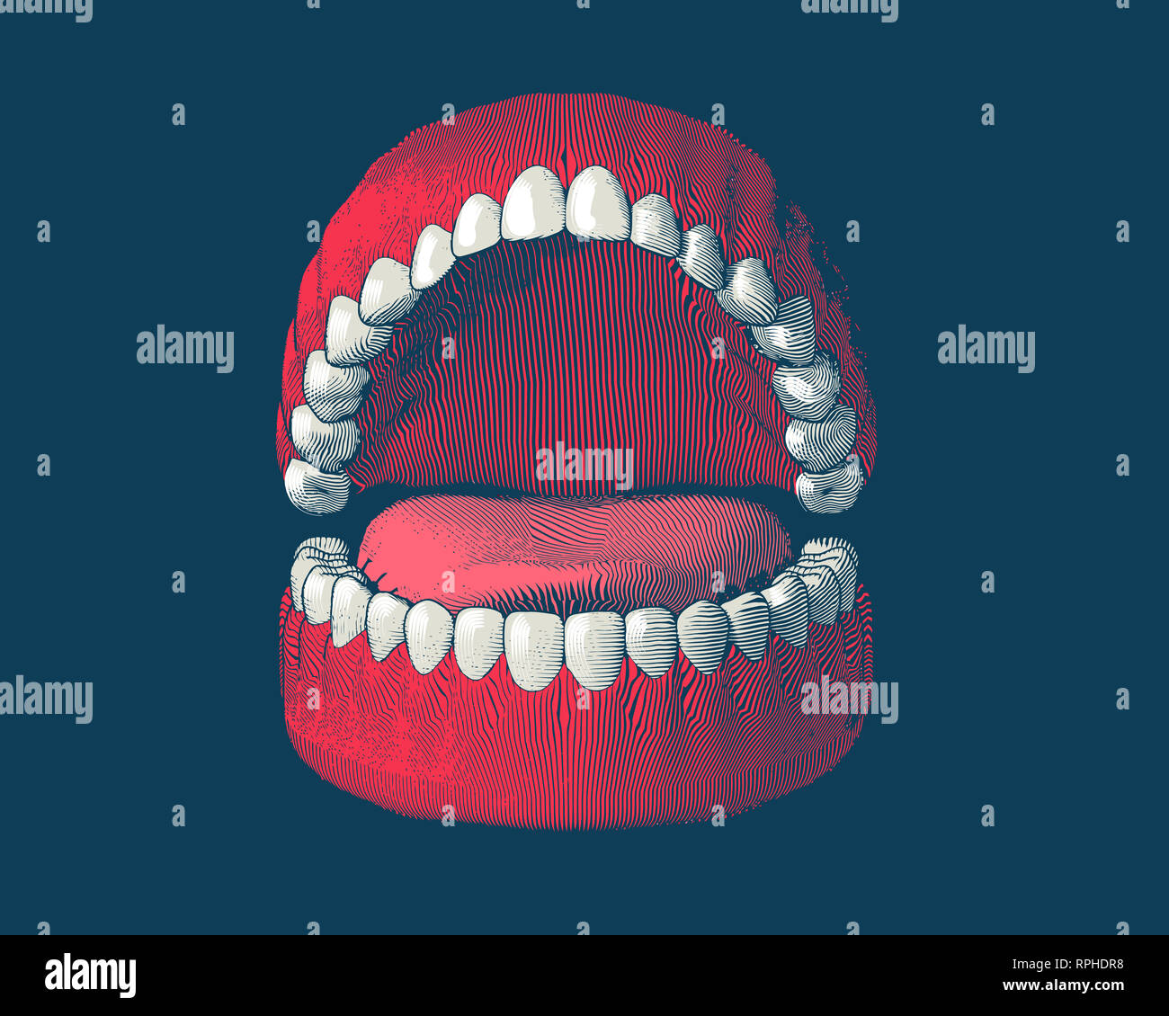 Schema anatomie gravure Banque de photographies et d’images à haute résolution - Alamy